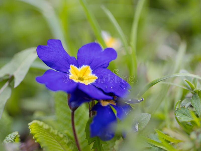 Blue Flower of Primula Vulgaris, Primrose Flower on Meadow Stock Image ...