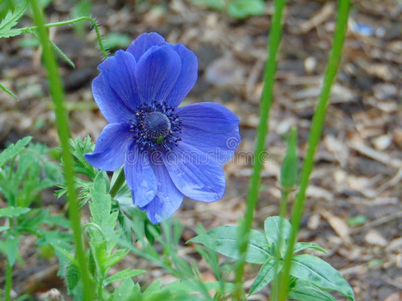 Blue flower rain garden stock image. Image of rain, raind - 258519705