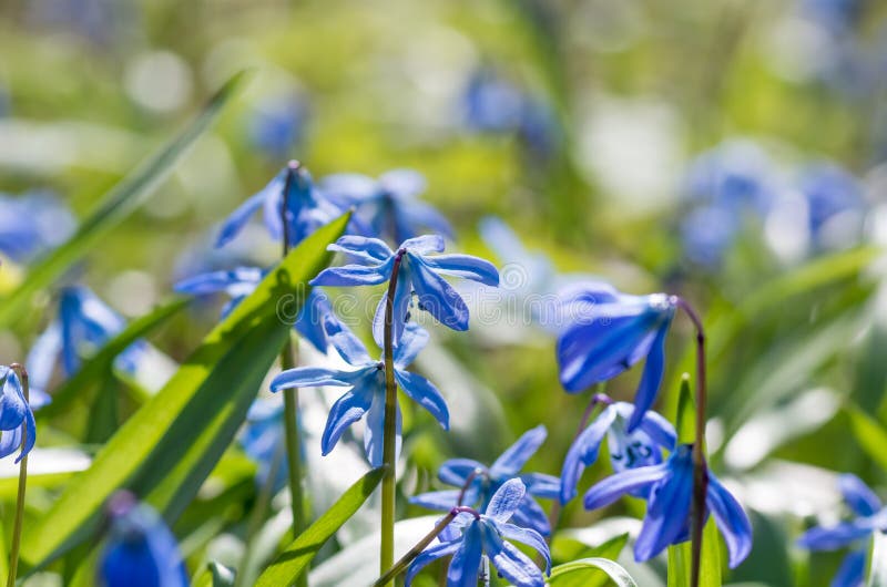 Blue flower snowdrop stock image. Image of macro, petal - 69517899