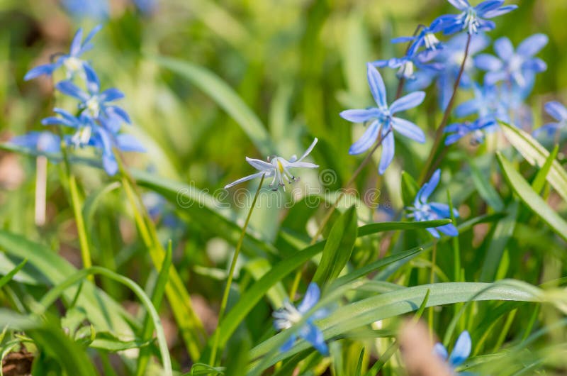Blue flower snowdrop stock image. Image of garden, botany - 69518049