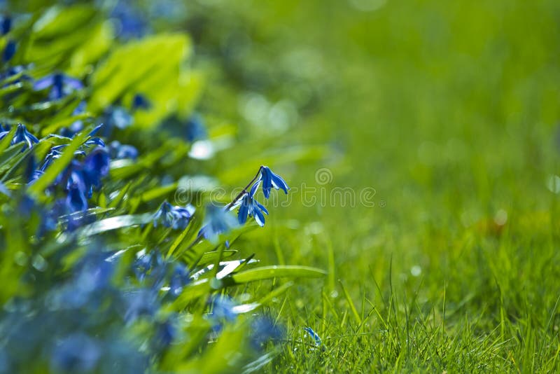Blue Flower stock image. Image of field, apple, macro - 34918193