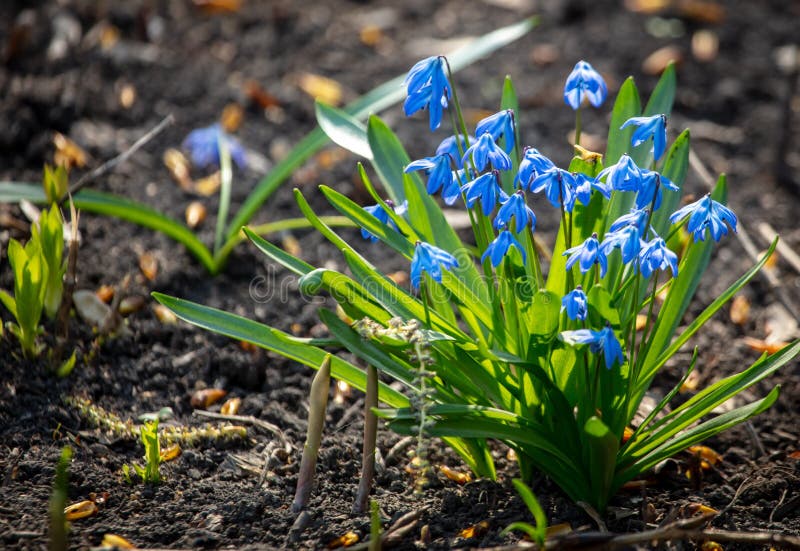 Blue Flower in the Spring Park Stock Image - Image of spring, beautiful ...
