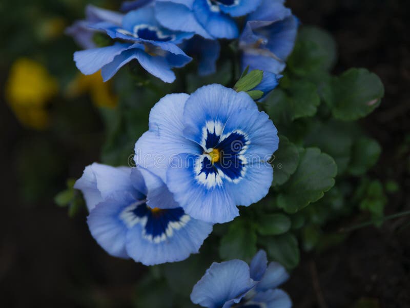 Blue Flower in the Spring Time Sunny Day Beauty Stock Photo - Image of ...