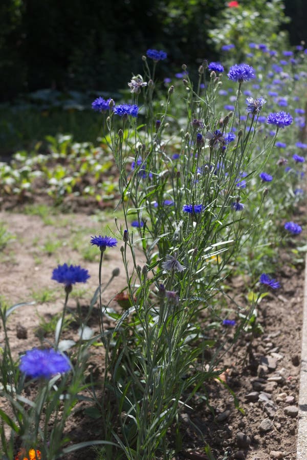 Blue flower at the street stock image. Image of clouds - 95578717