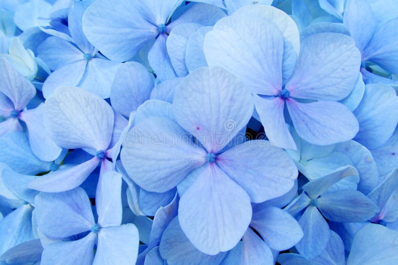 Blue flower texture stock image. Image of decorative - 78823129