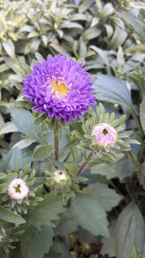 Togor Flower Stock Photos - Free & Royalty-Free Stock Photos from ...