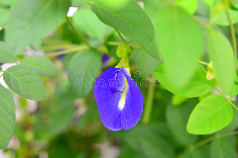 Blue flower stock photo. Image of blue, leaf, flowers - 87253704