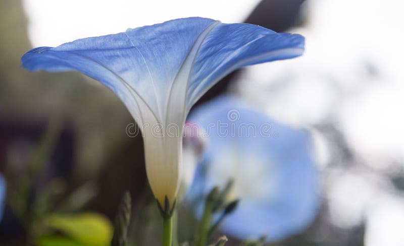 Green reeds in blue water stock image. Image of plant - 34161267