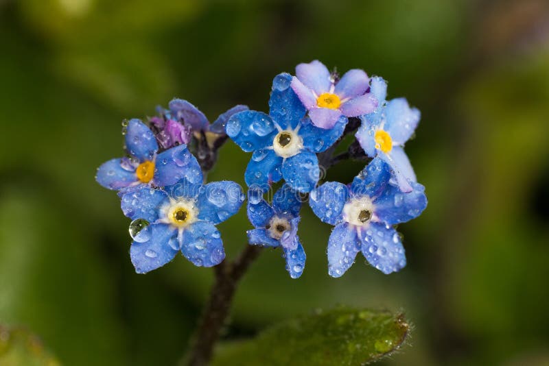 Blue Flower with Water Drops Stock Photo - Image of grasshopper, flower ...