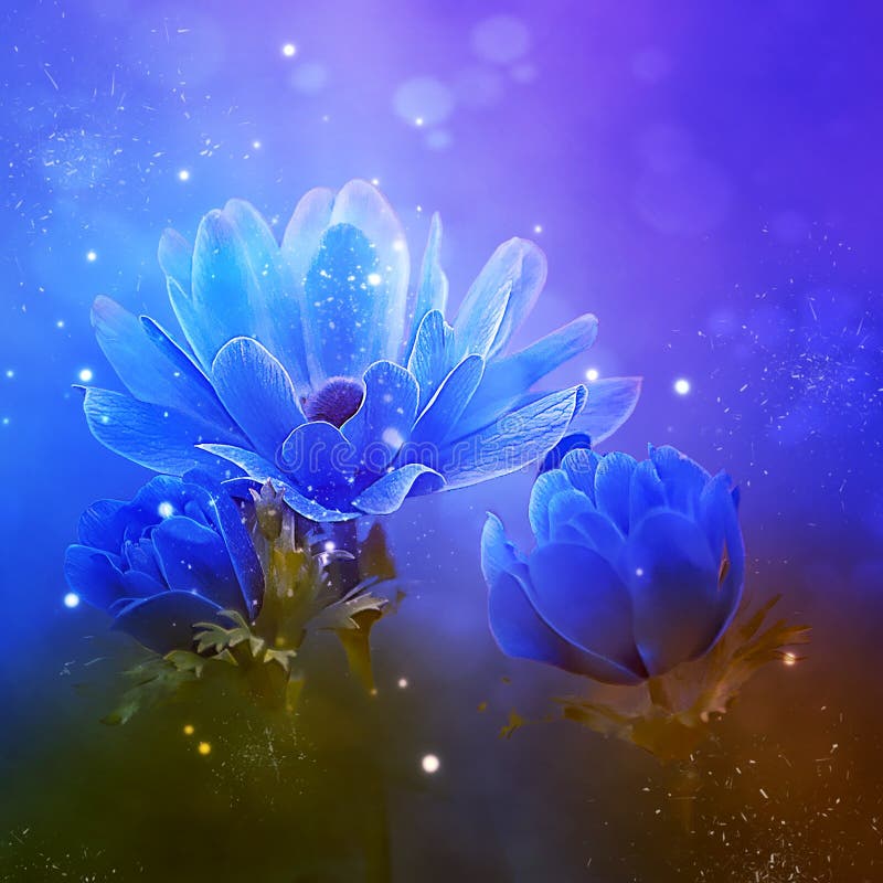 Blue, Flower, Water, Flora Picture. Image: 114712139