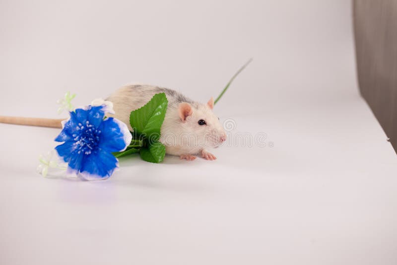 Blue Flower and White Rat. Laboratory Stock Image - Image of cunning ...