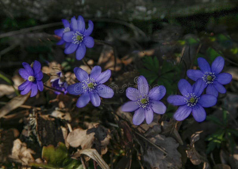 Blue Flower with Withe Pistil Stock Photo - Image of sprig, early ...
