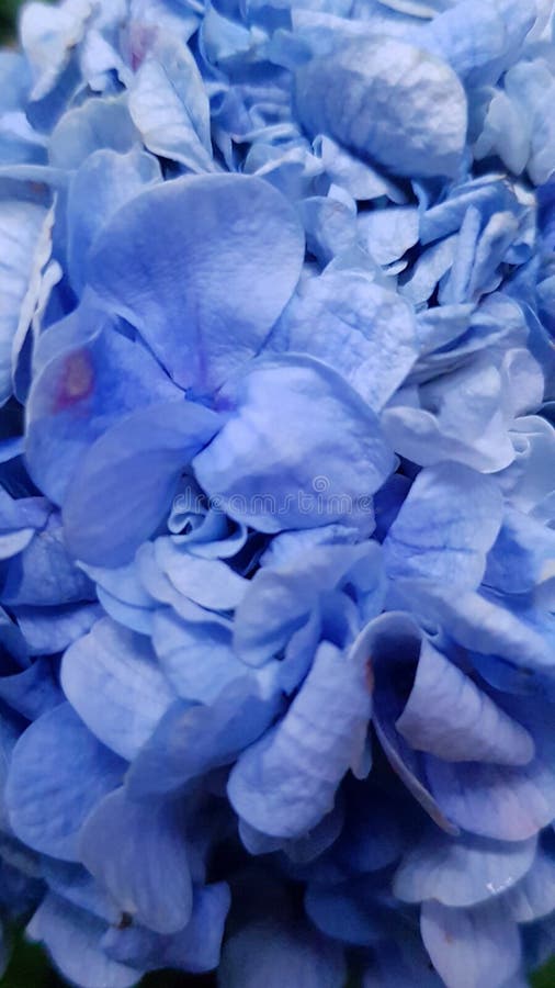 A Blue Flower that is almost Withered Stock Photo - Image of pink ...