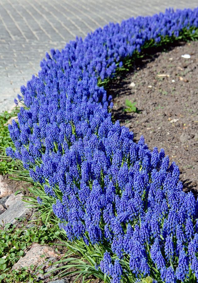 Blue flowerbed stock image. Image of flower, cobblestone - 5149961
