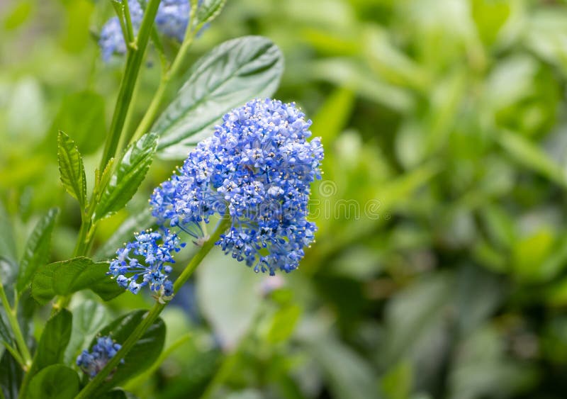 Blue Flowerhead - Ceanothus Thyrsiflorus - Blueblossom Stock Image ...