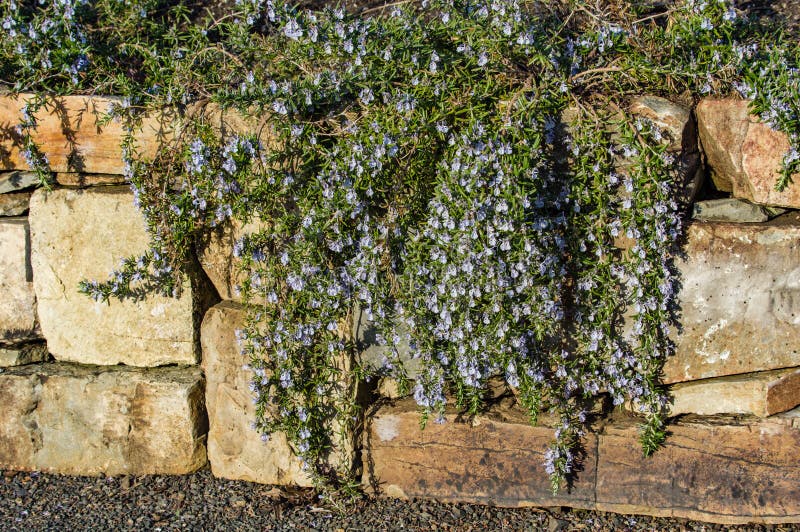 Blue flowering vine stock image. Image of stone, garden - 92376249
