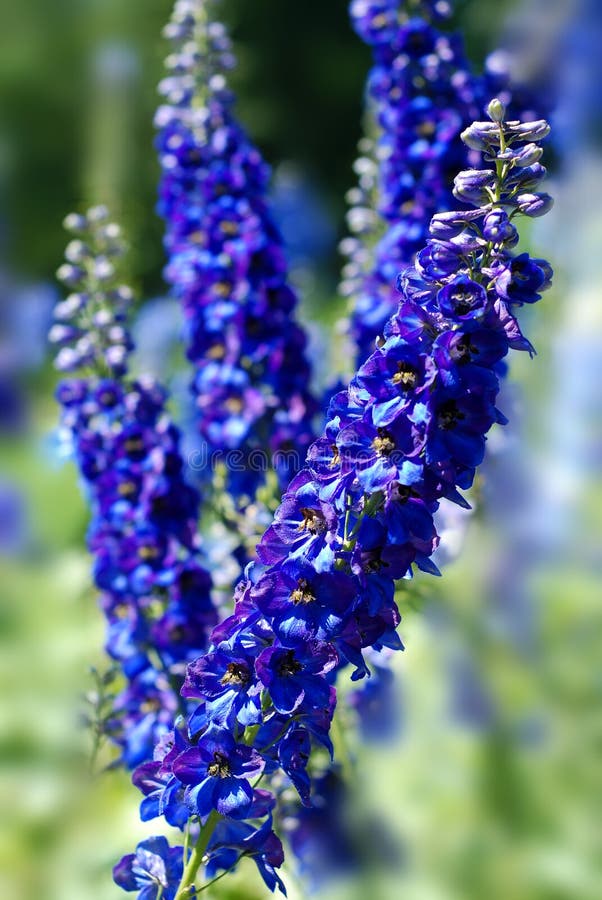 Blue flowers stock photo. Image of plant, closeup, summer - 16449812