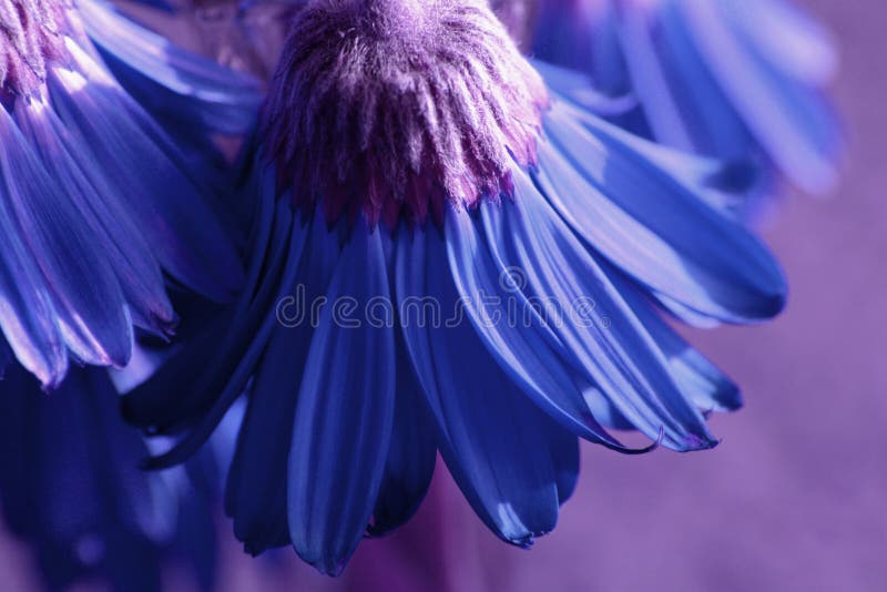 Blue Flowers Stock Photos - Download 792,507 Royalty Free Photos