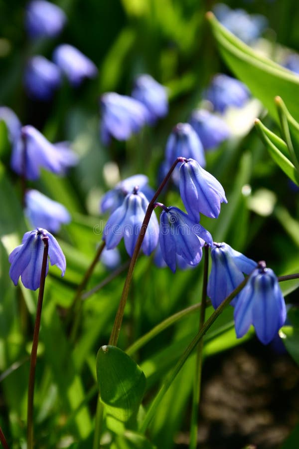 Spring blue flowers stock image. Image of early, background - 30898421