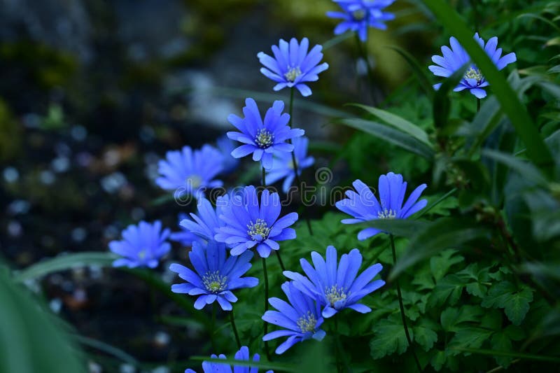 Beautiful Spring Flowers in Canada Stock Image - Image of water ...