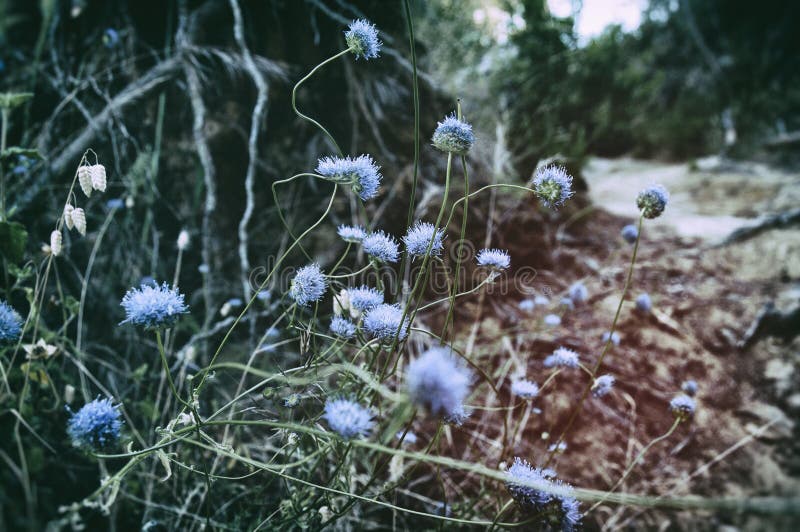 Blue flowers stock image. Image of background, beautiful - 102219273