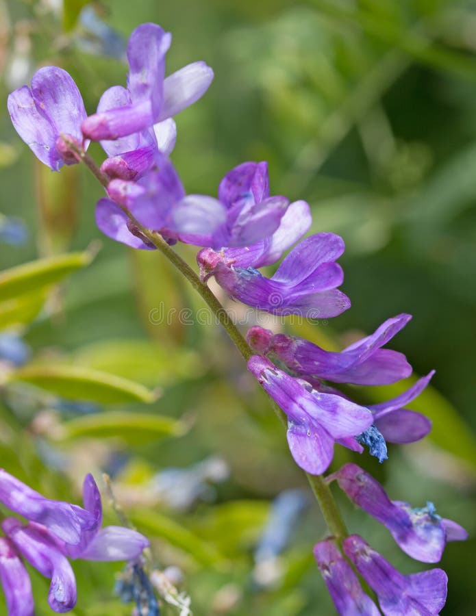 Blue flowers on a branch stock photo. Image of green - 219178076