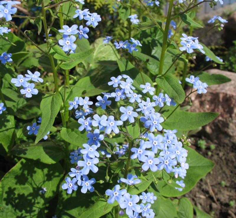 The Blue Flowers of Brunnera Stock Photo - Image of leaves, stalk: 14315228