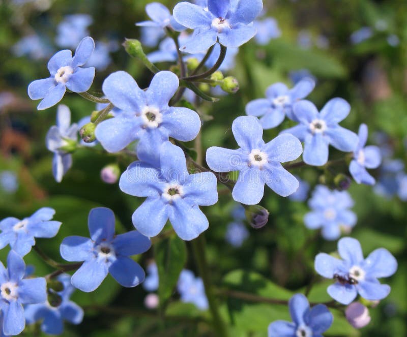 The Blue Flowers of Brunnera Stock Photo - Image of stem, tall: 14315232