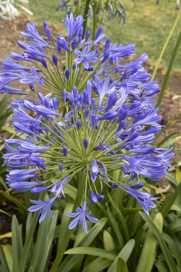 Blue Flowers Buds Close-up.Floral Blue Background Stock Image - Image ...