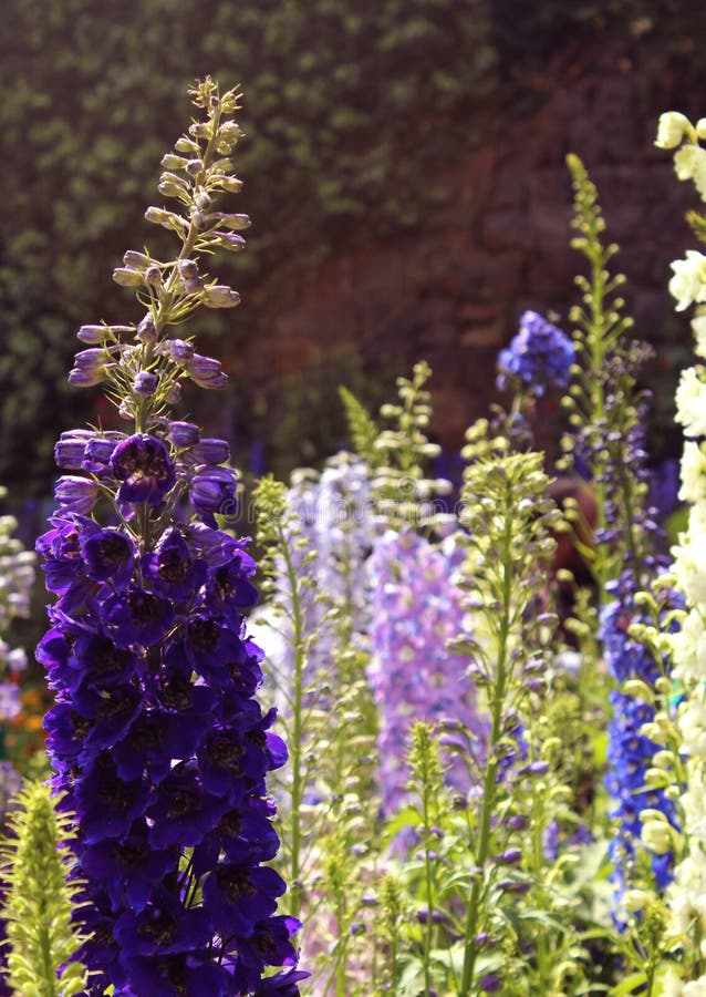 Blue flowers and buds stock image. Image of nature, pink - 92936691