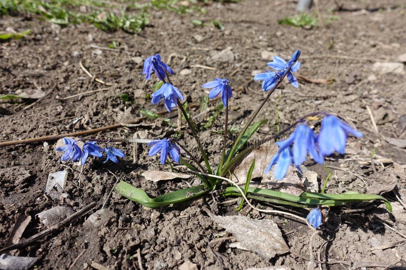 Blue Flowers and Buds of Siberian Squill Stock Image - Image of ...