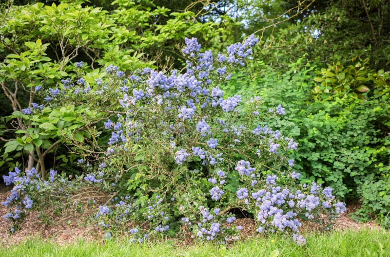 Light Blue Flowers from the Philippines. Stock Photo - Image of bush ...