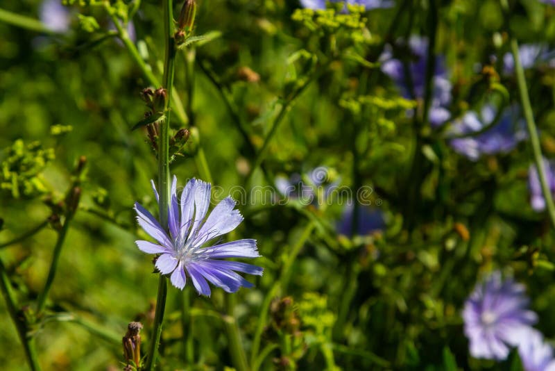 Blue Flowers of Chicory on the Background of the Summer Landscape Stock ...