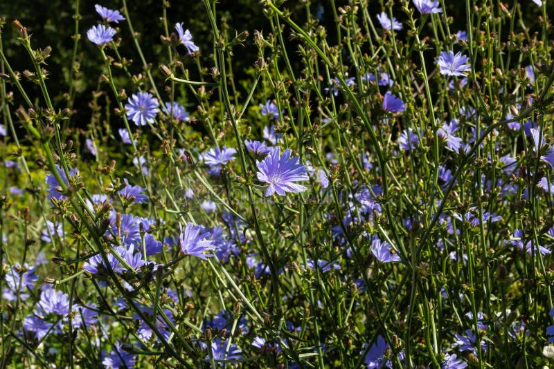 Blue Flowers of Chicory on the Background of the Summer Landscape Stock ...