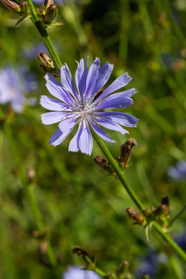 Blue Flowers of Chicory on the Background of the Summer Landscape Stock ...