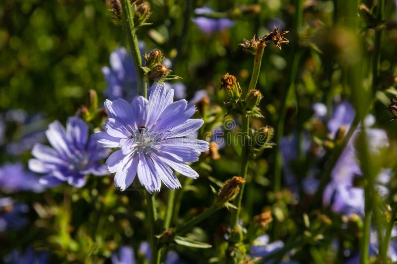 Blue Flowers of Chicory on the Background of the Summer Landscape Stock ...