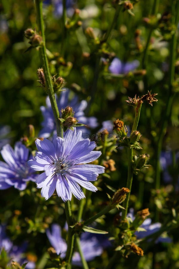 Blue Flowers of Chicory on the Background of the Summer Landscape Stock ...