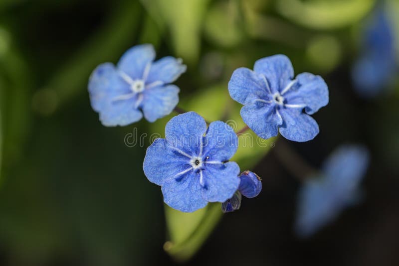 Blue flowers close up stock photo. Image of petal, vibrant - 54552938
