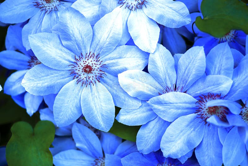 Blue Flowers Closeup Natural Background, Beautiful Blue Flower Stock ...