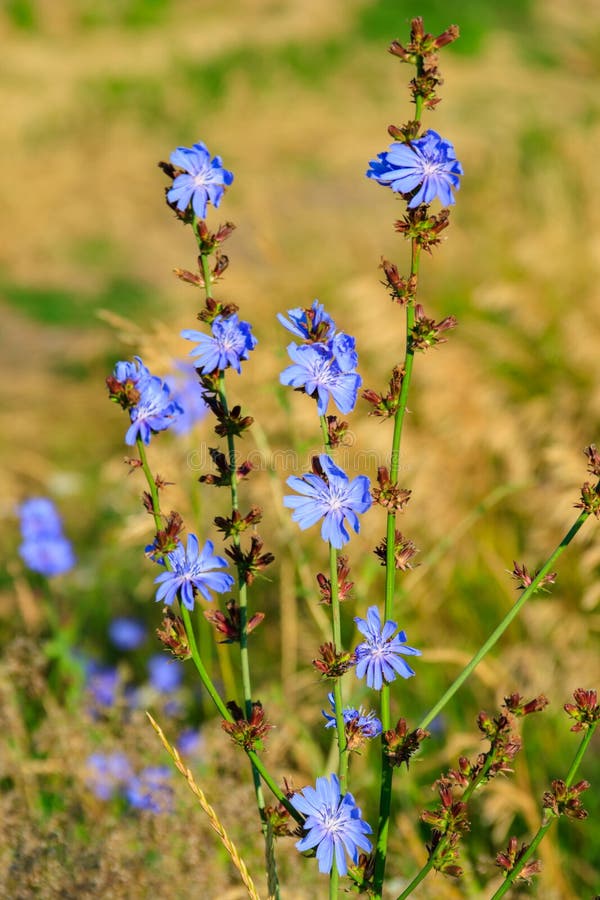 1,621 Blue Chicory Flowers Meadow Stock Photos - Free & Royalty-Free ...