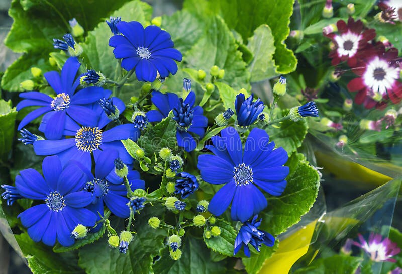 Blue Flowers on the Counter of a Flower Shop Stock Image - Image of ...