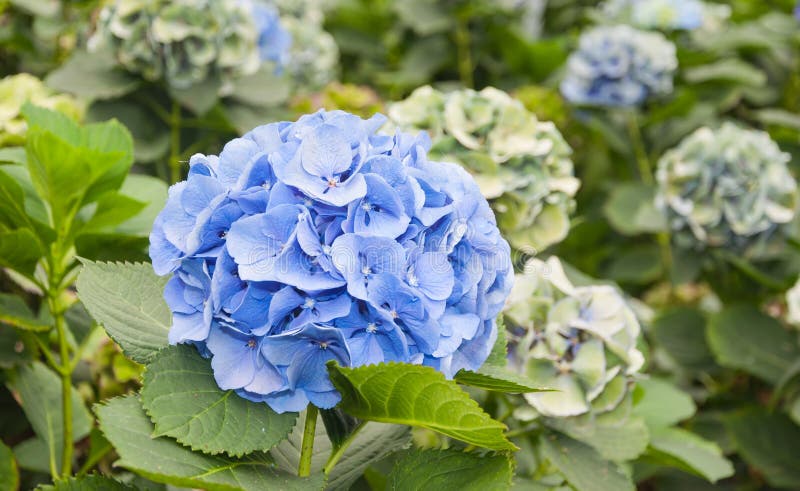 Blue Flowers in a Dutch Hydrangea Nursery Stock Photo - Image of bunch ...