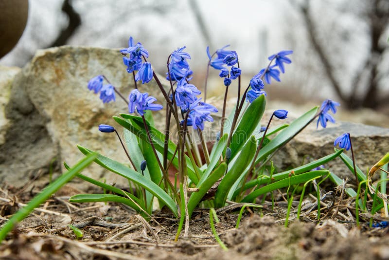 Blue Flowers in Early Spring. Stock Photo - Image of garden, flower ...