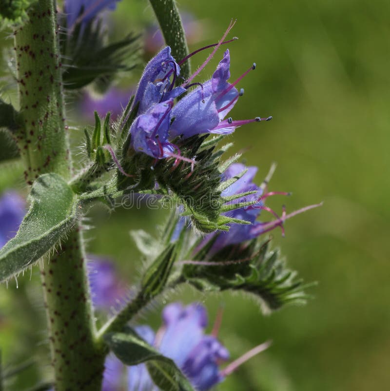 Blue Flowers of Echium Vulgare or Viperina Stock Photo - Image of ...