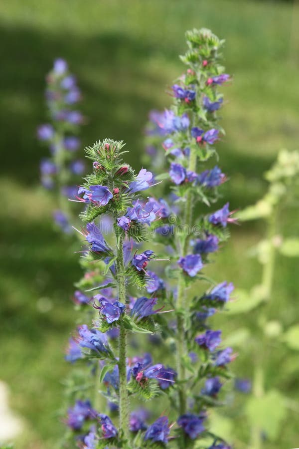 Blue Flowers of Echium Vulgare or Viperina Stock Image - Image of ...