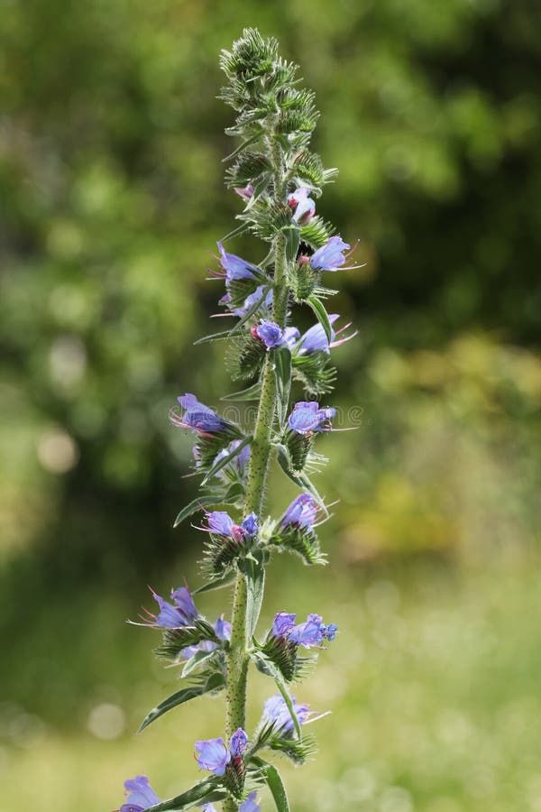 Blue Flowers of Echium Vulgare or Viperina Stock Photo - Image of ...