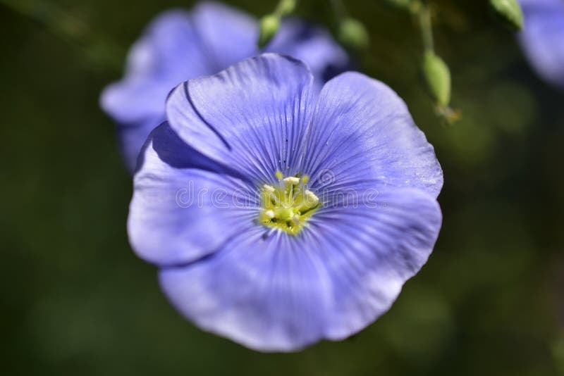 Blue Flowers of Field Flax in the Summer Sun Stock Photo - Image of ...