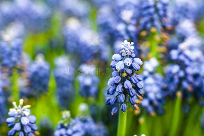 Blue Flowers on the Field in Spring Stock Photo - Image of bright ...