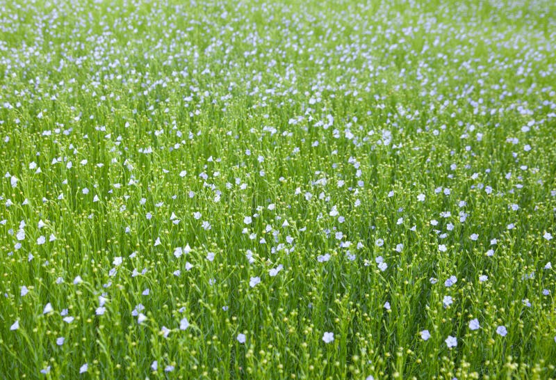 Blue flax field stock photo. Image of seed, garden, pasture - 14396310