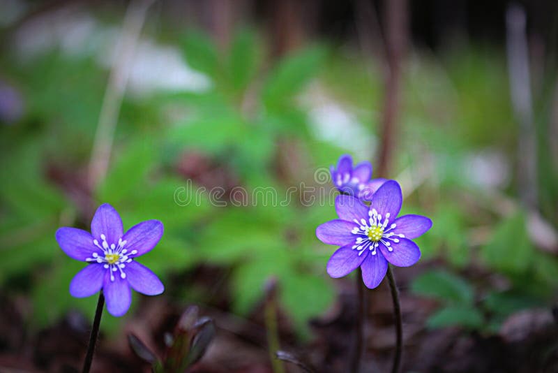 Spring Flowers Snowdrops Blue Stock Photo - Image of landscape, looks ...